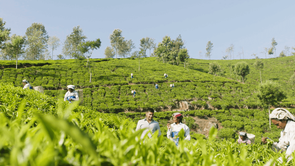Tea Tourism: much more than the beautiful tea gardens of Darjeeling