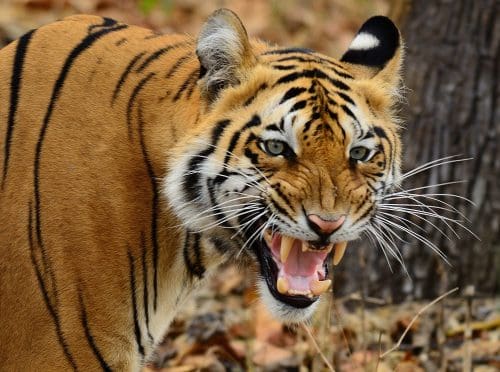 Explore 7 best, hidden Wildlife Sanctuaries in Maharashtra