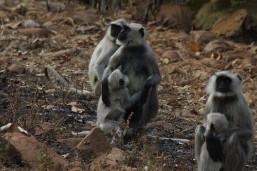 Explore 7 best, hidden Wildlife Sanctuaries in Maharashtra