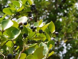 5 delicious fruits of Maharashtra that are a must-taste for visitors