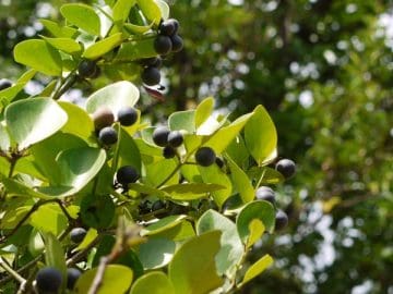 5 delicious fruits of Maharashtra that are a must-taste for visitors