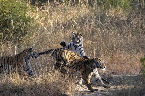 Hemant Sawant's 'Tiger Safari' at Jehangir Art Gallery - captures rare ...