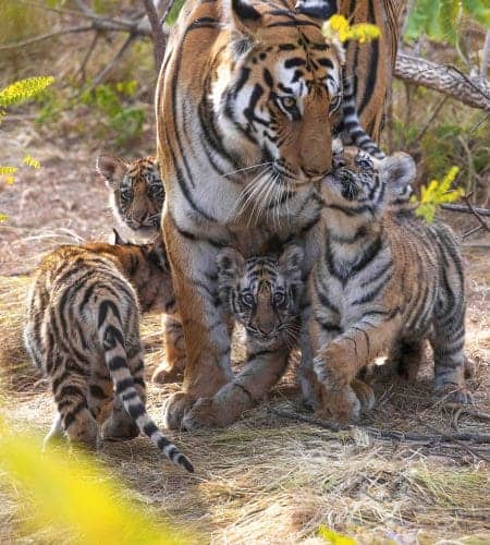 Hemant Sawant's 'Tiger Safari' at Jehangir Art Gallery - captures rare ...