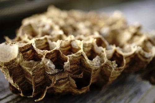 A super food on your table - how a raw honey quest became a passion