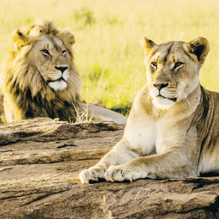 Gujarat - a incredible wildlife wonderland with 21 Wildlife Sanctuaries
