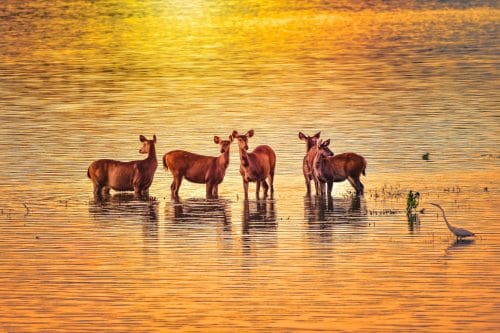 10 great experiences in biodiversity hotspot Assam