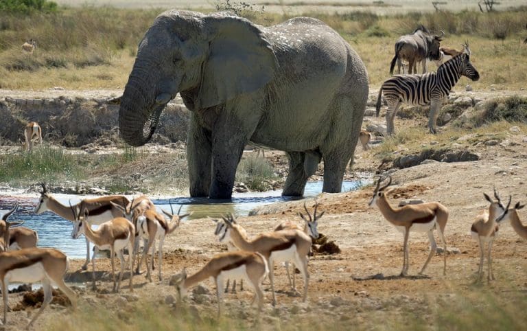 10 best wildlife sanctuaries in the world to protect endangered species