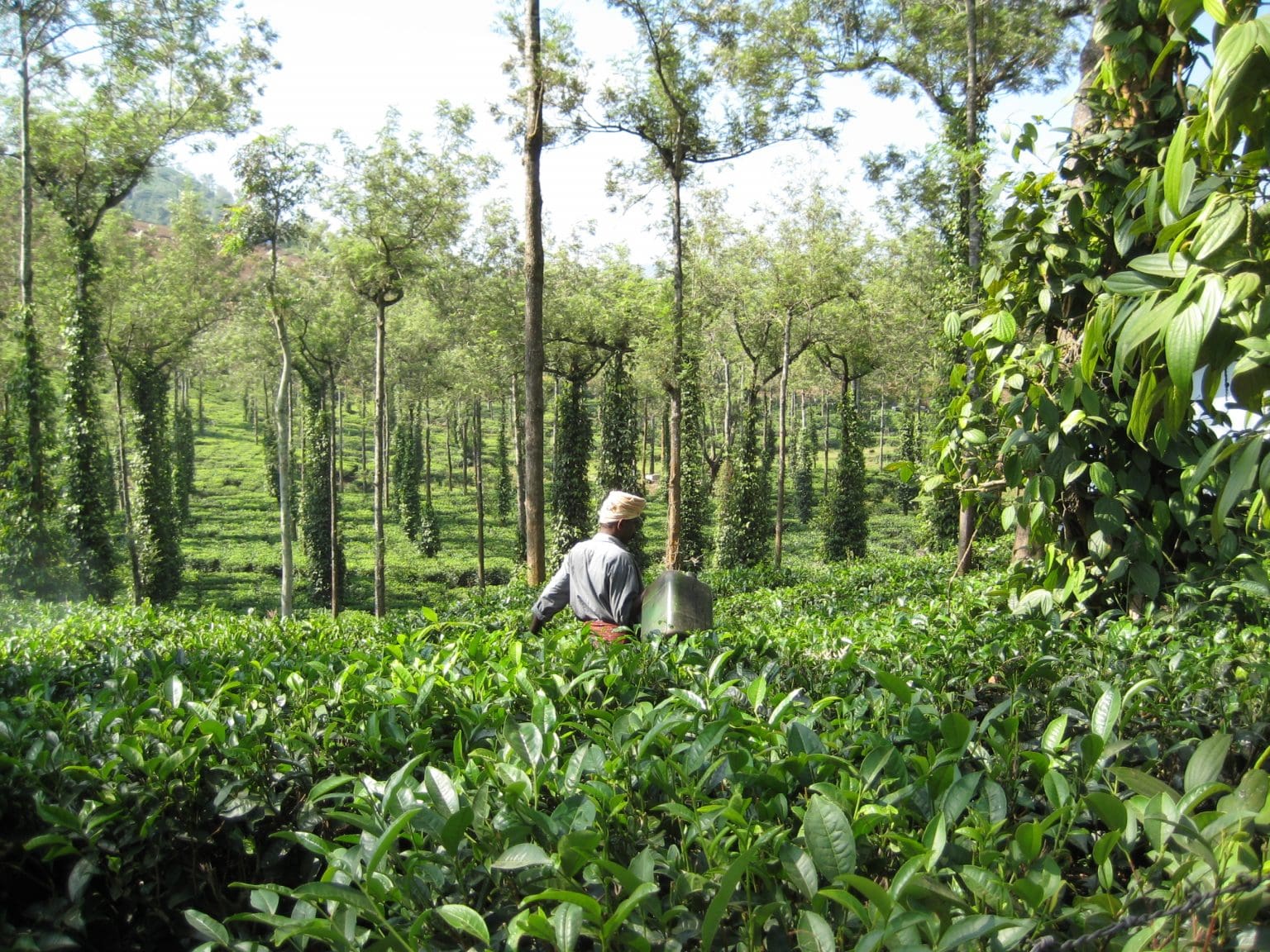 Explore 7 of the best Tea gardens in India - Today’s Traveller - Travel ...