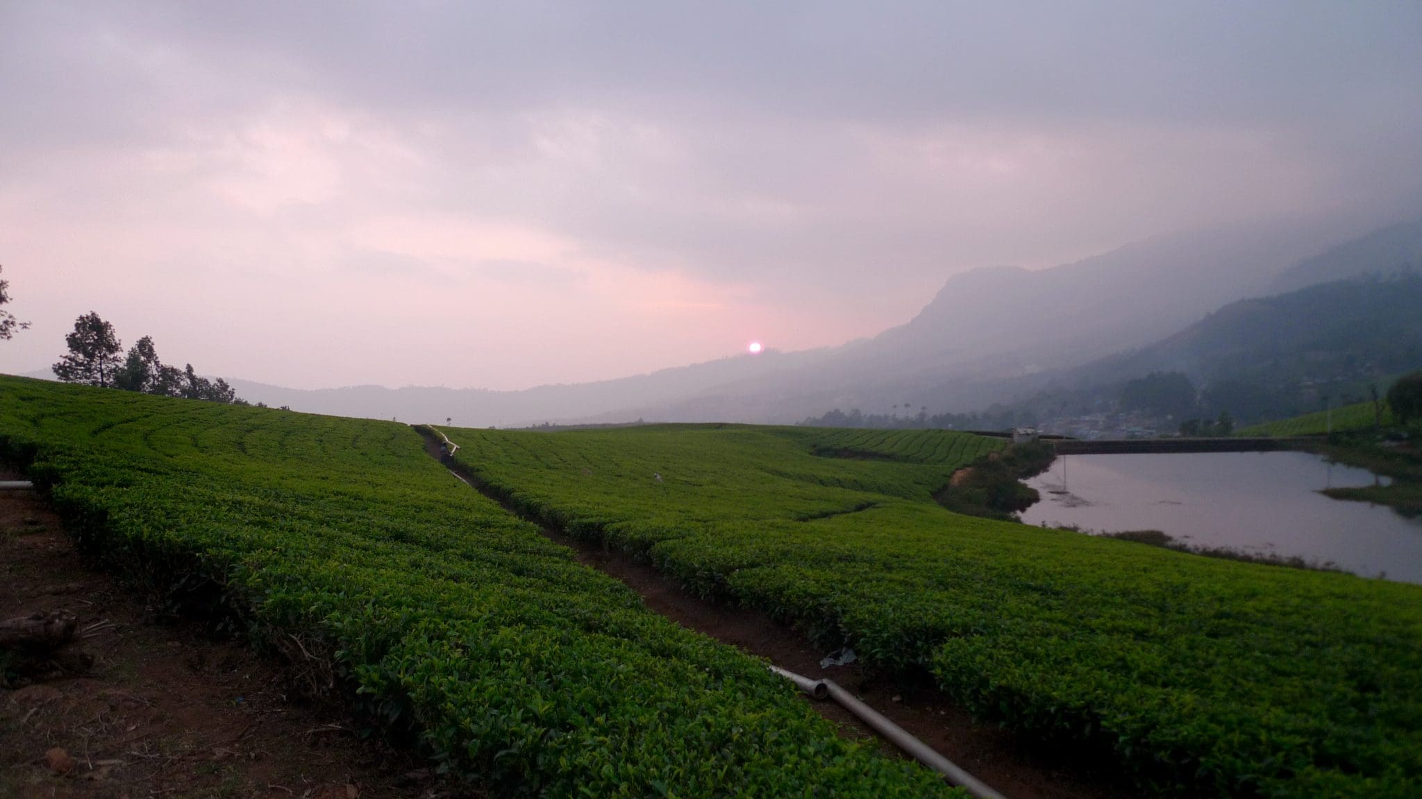 Explore 7 of the best Tea gardens in India