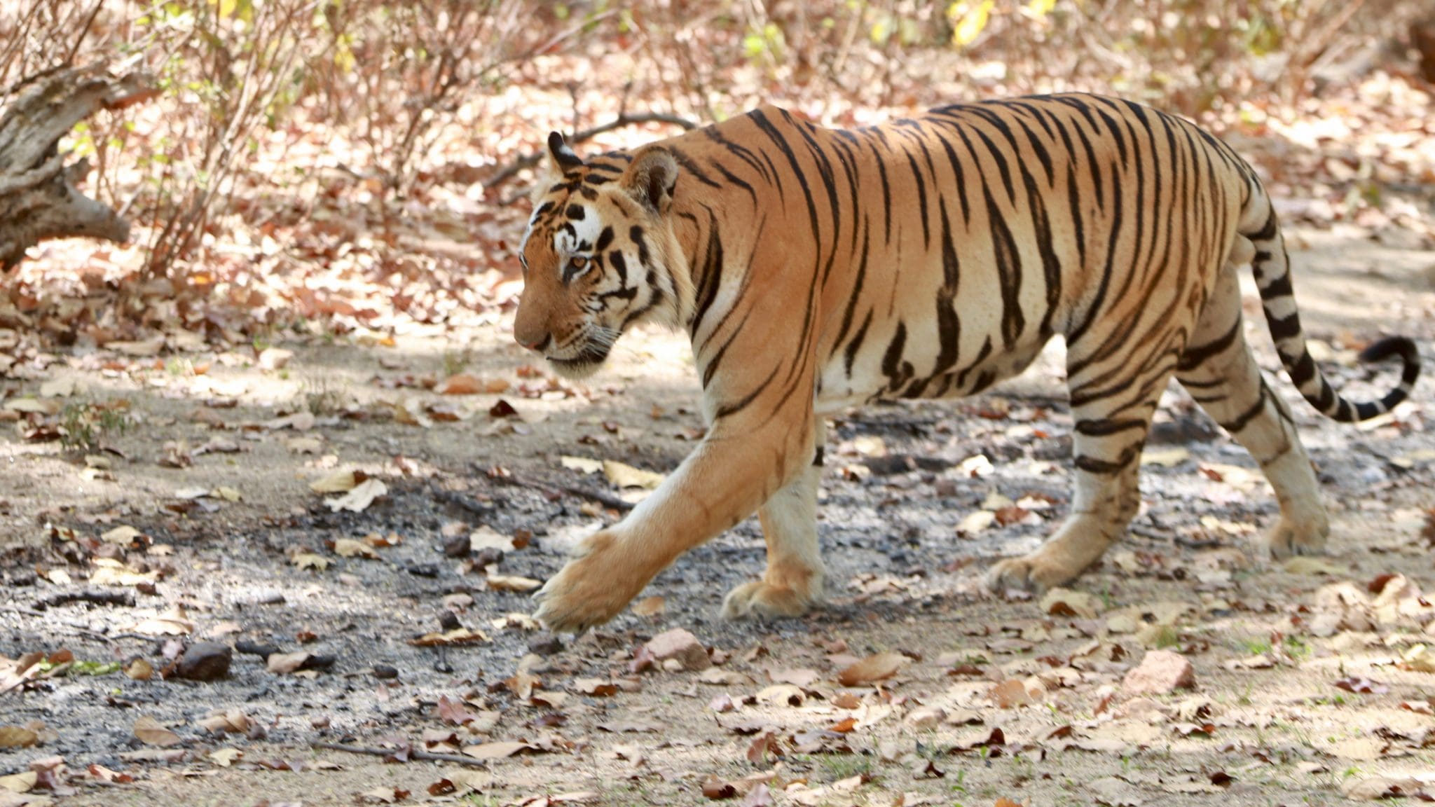 Tigers of Kanha - get to know the famous 6