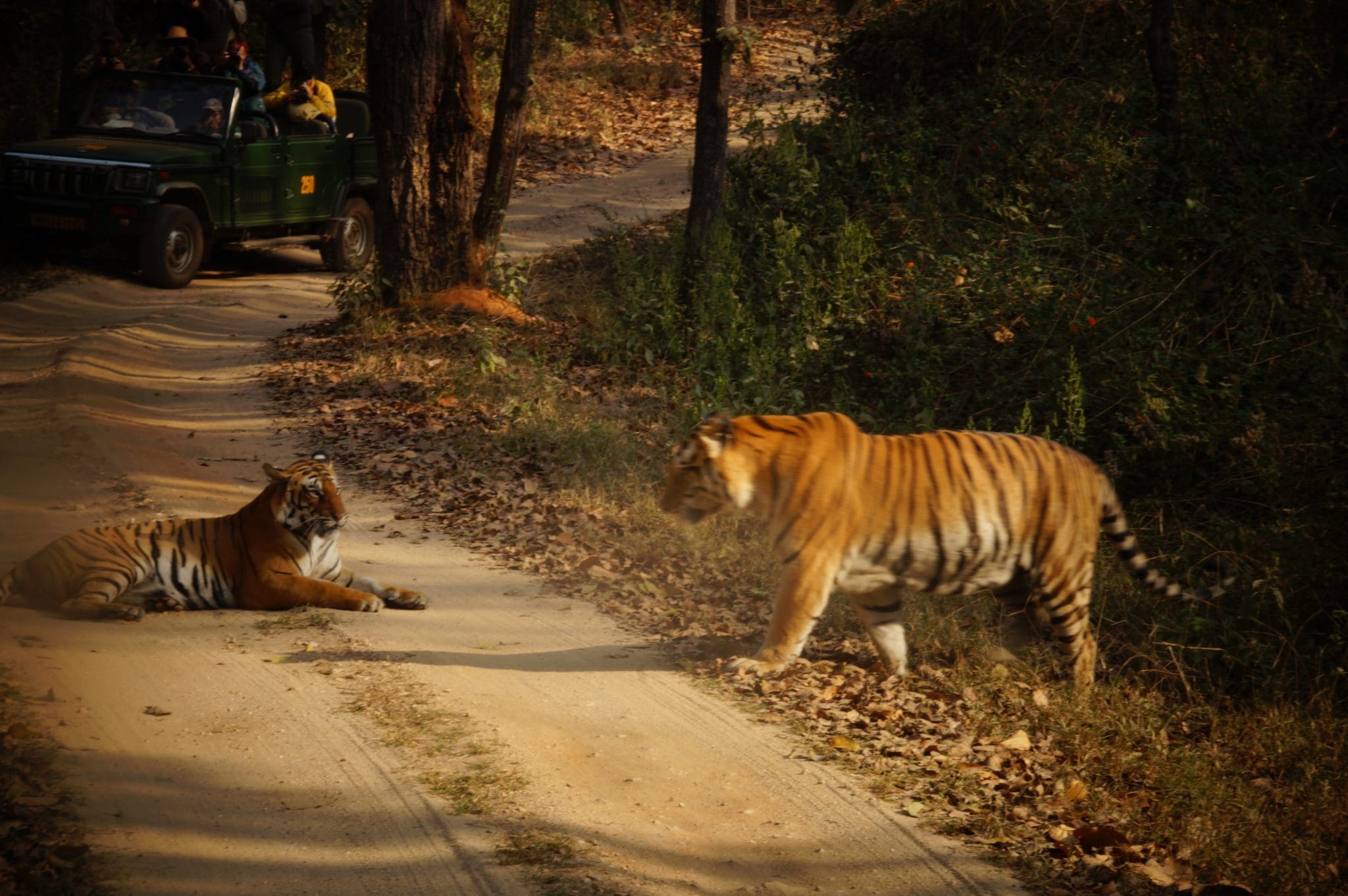 Tigers of Kanha - get to know the famous 6