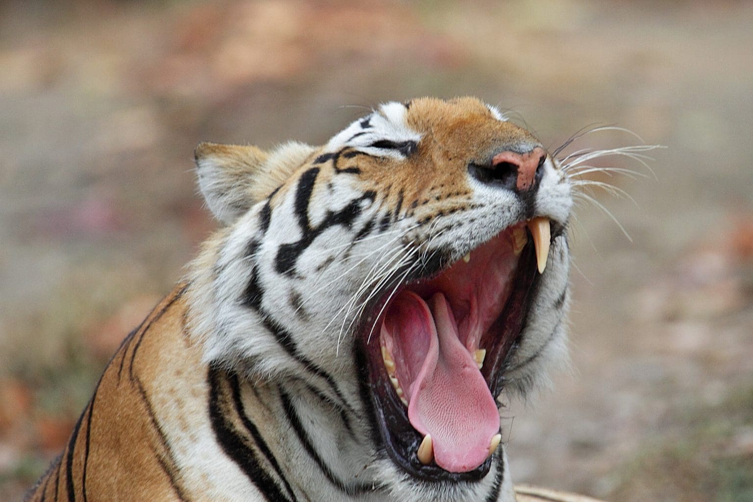 Tigers of Kanha - get to know the famous 6