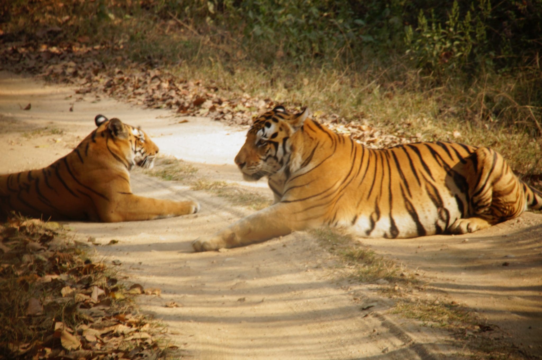 Tigers of Kanha - get to know the famous 6