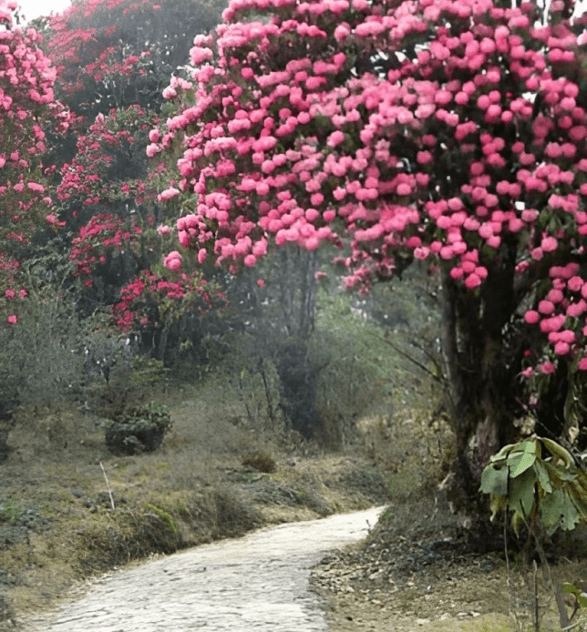 6 reasons to fall in love with the Season of Spring | Today’s Traveller ...