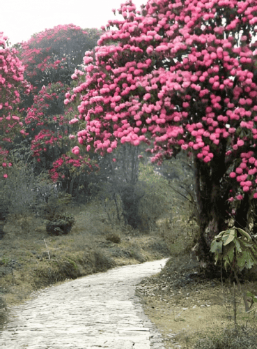 6 reasons to fall in love with the Season of Spring