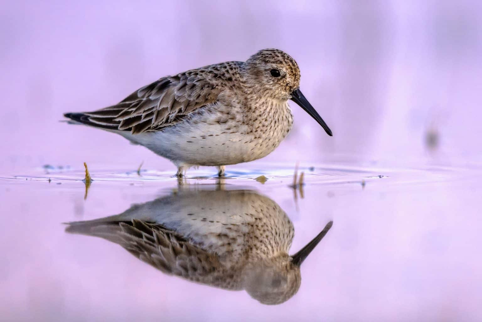Ultimate Guide to Birdwatching in India: 7 Top Locations for Avian ...