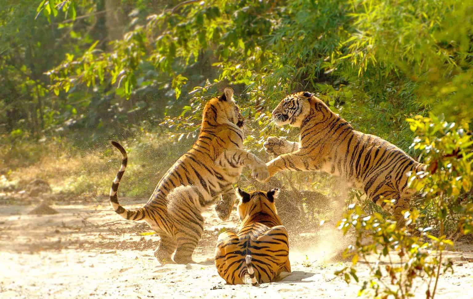 7 Magnificent Tiger Reserves of Madhya Pradesh for Your Bucket List!
