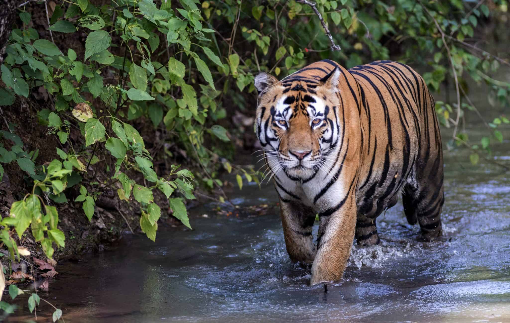 7 Magnificent Tiger Reserves of Madhya Pradesh for Your Bucket List!