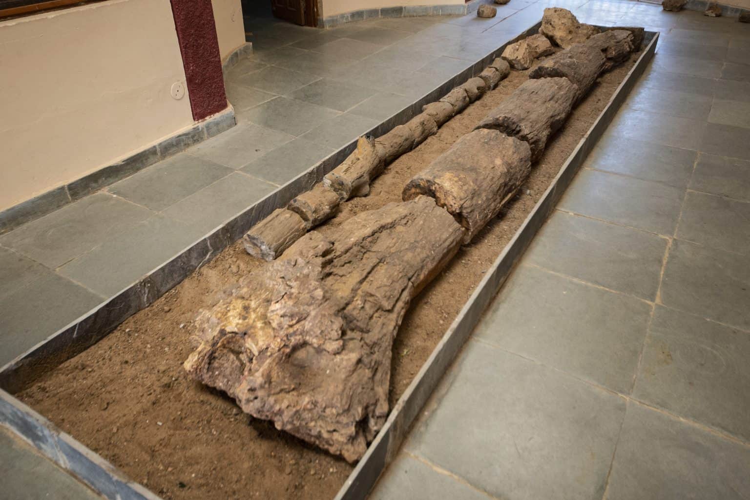 the Spectacular Ghughua Fossil National Park -65M Years ago